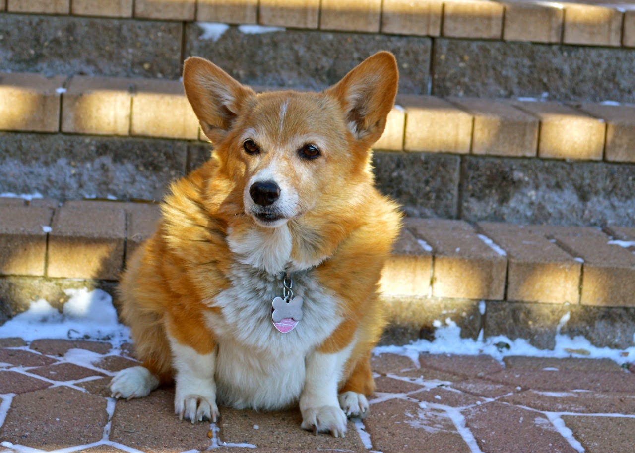 Corgi Tales: Saying Goodbye