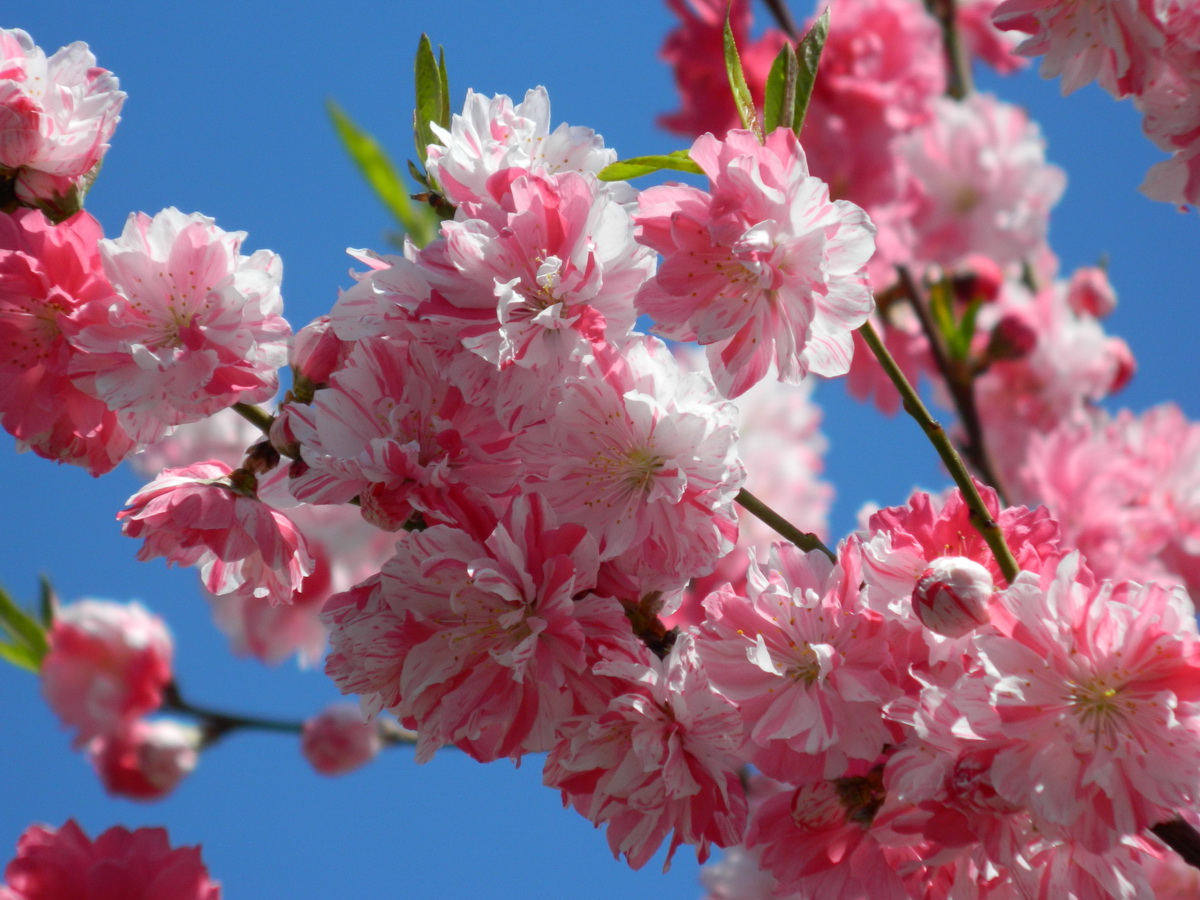 LA MULTI ANI, ROMANIA!: Pomi infloriti