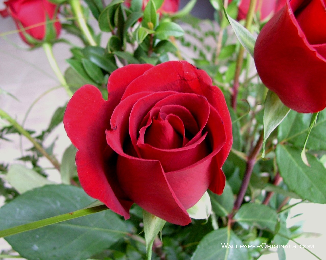 ELIMIKA NA UFURAHIE: MAUA MAZURI YA KUPENDEZA