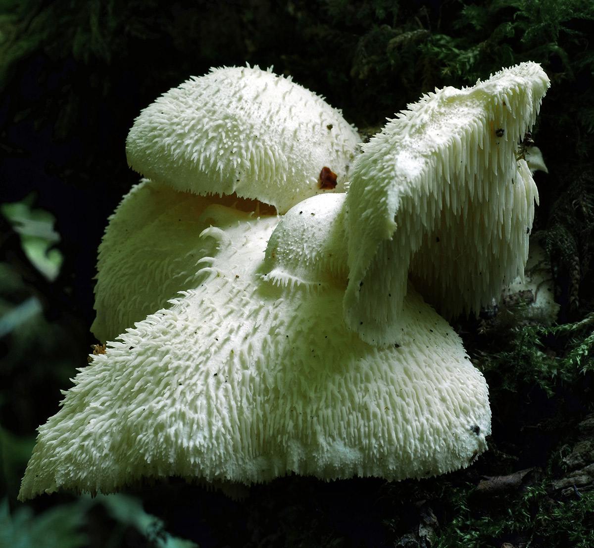 Wildeep's Illuminations: Tiered Tooth Fungus