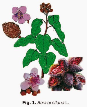 Medicinas del Alma: Beneficios del Achiote