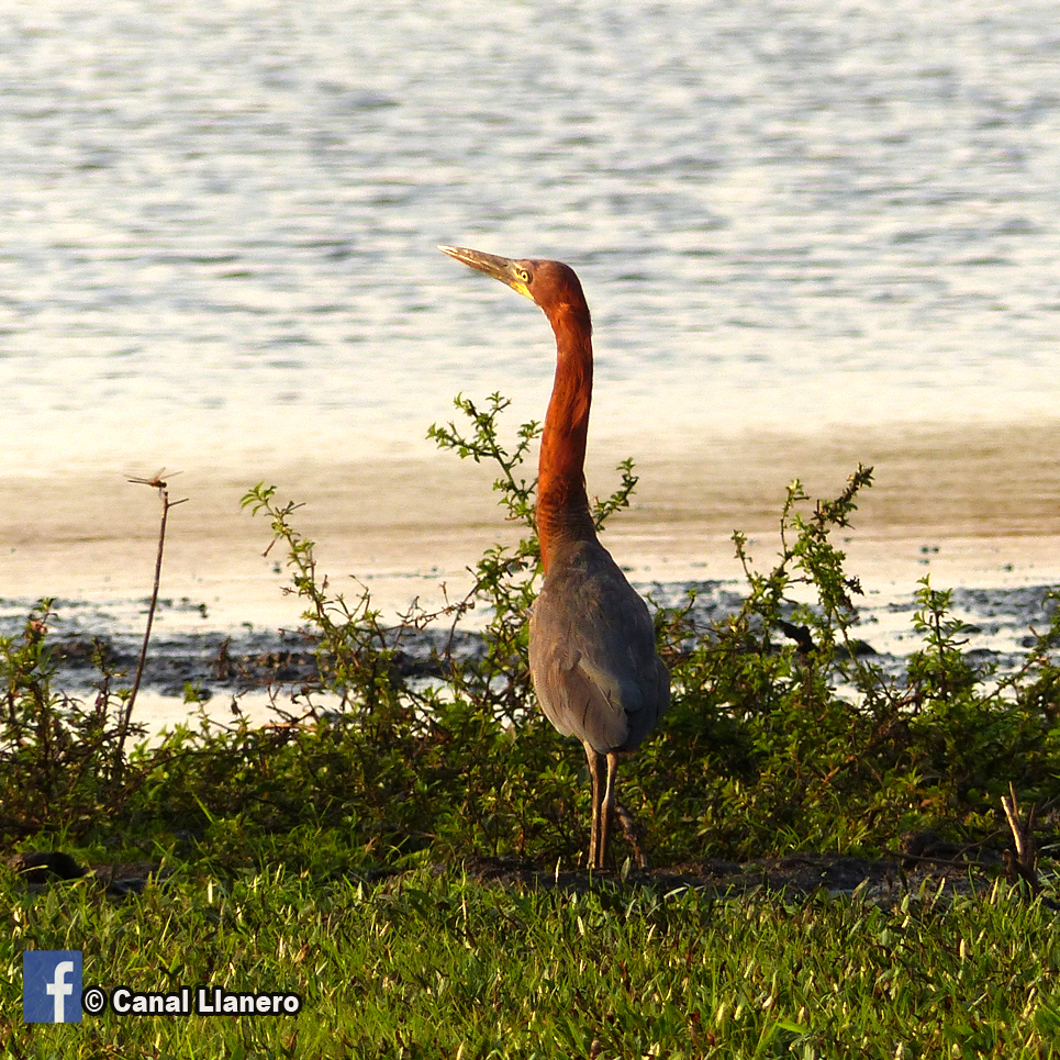 Canal Llanero : EL PAJARO VACO (tigrisoma lineatum)