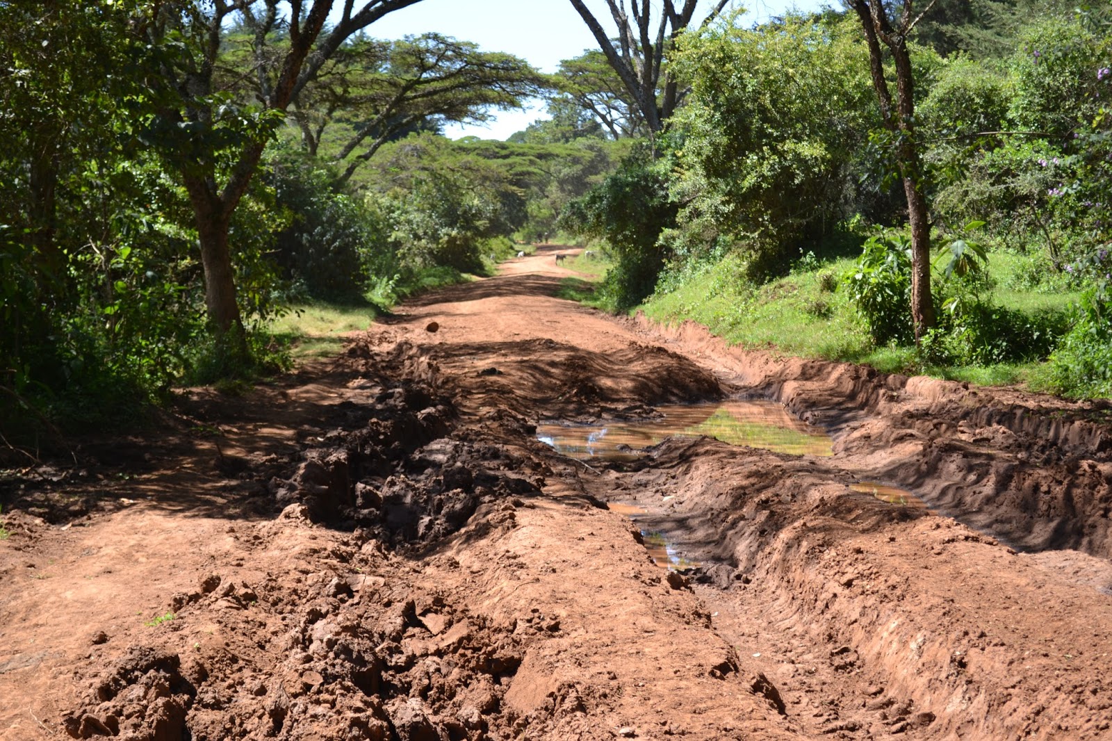 Kenya Klippings: Eldama Ravine