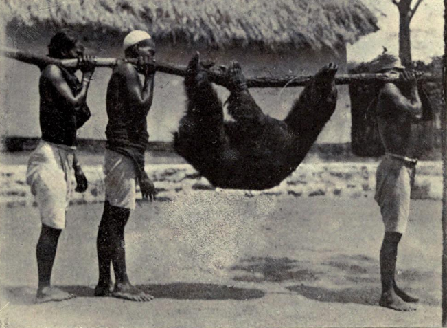 El blog de las especies singulares: El oso bezudo