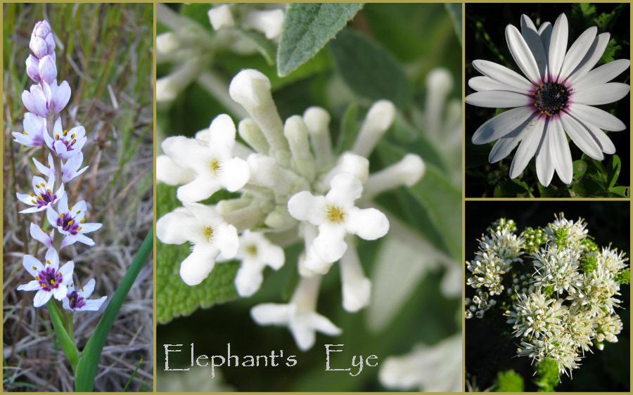 Elephant's Eye: For Wildflower Wednesday