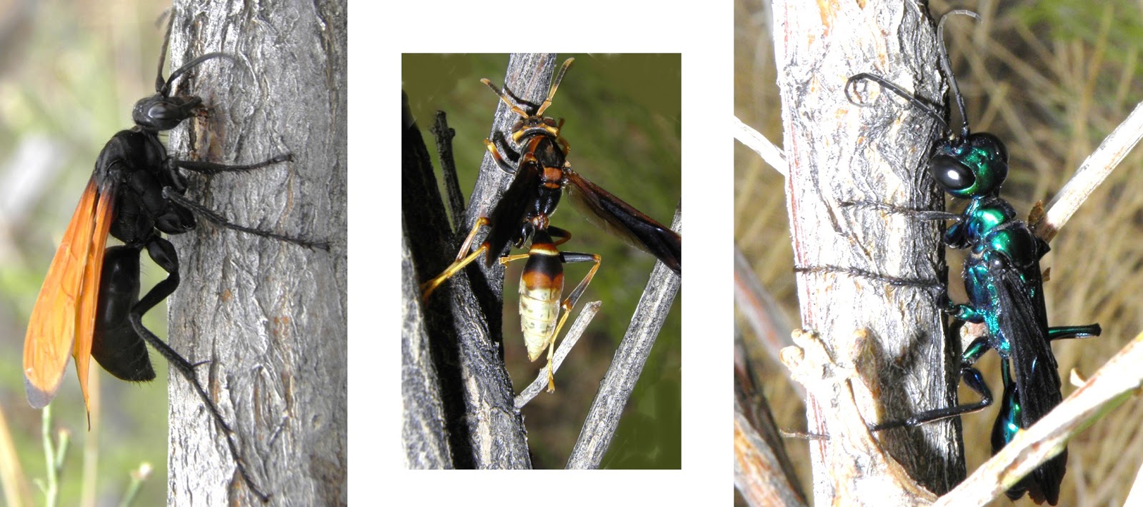 Arizona: Beetles, Bugs, Birds and more: July 2013