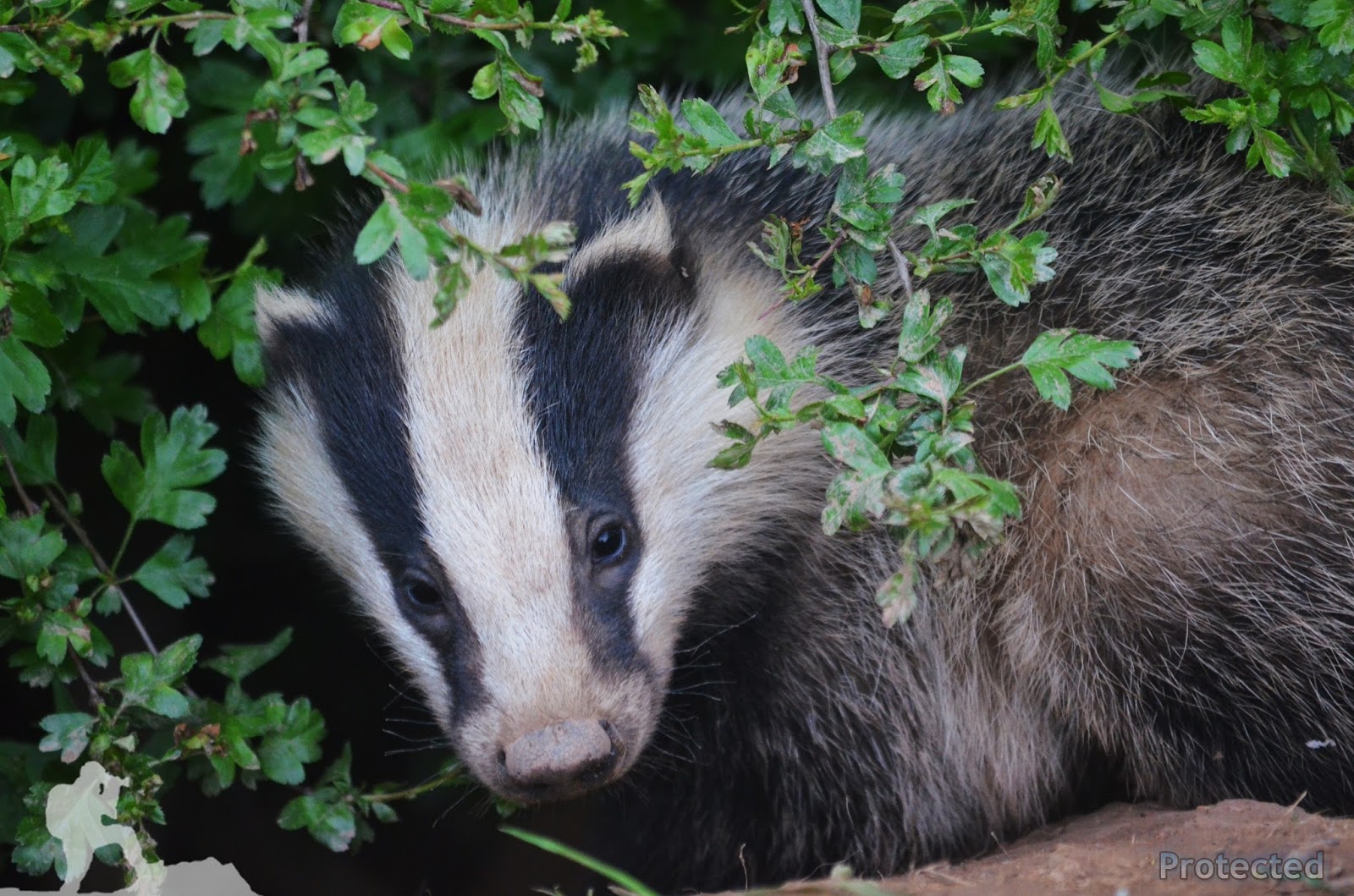 Diaries of a Wildlife and Outdoors lover: First Badgers of 2016 # ...