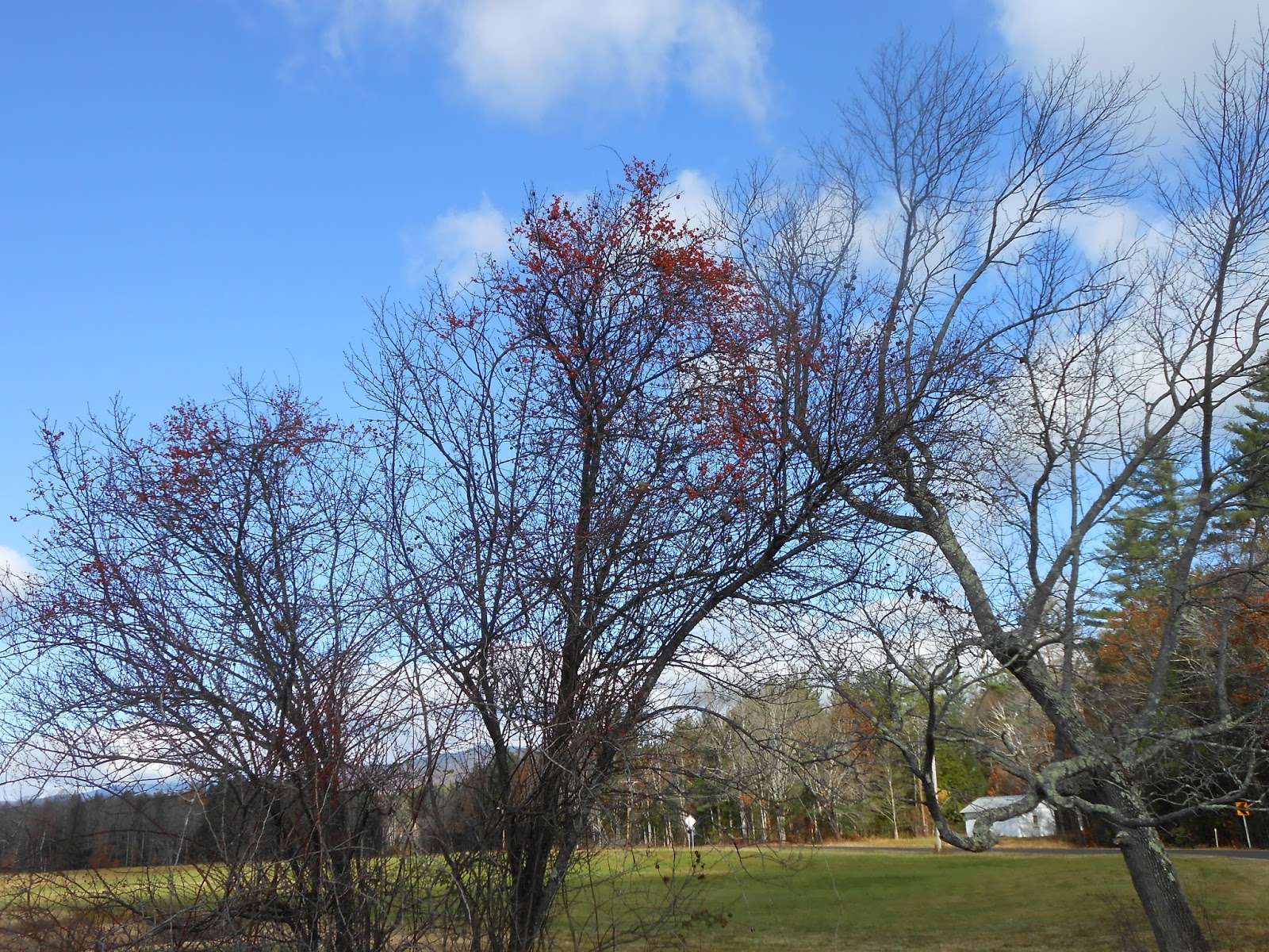 Across My Kitchen Table: A closer look at the "bittersweet tree"