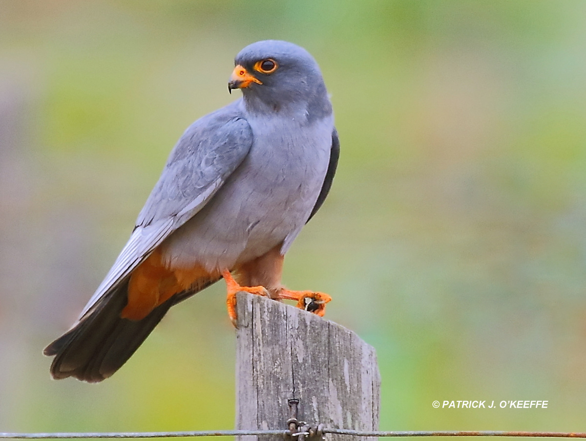 Raw Birds: bird of prey