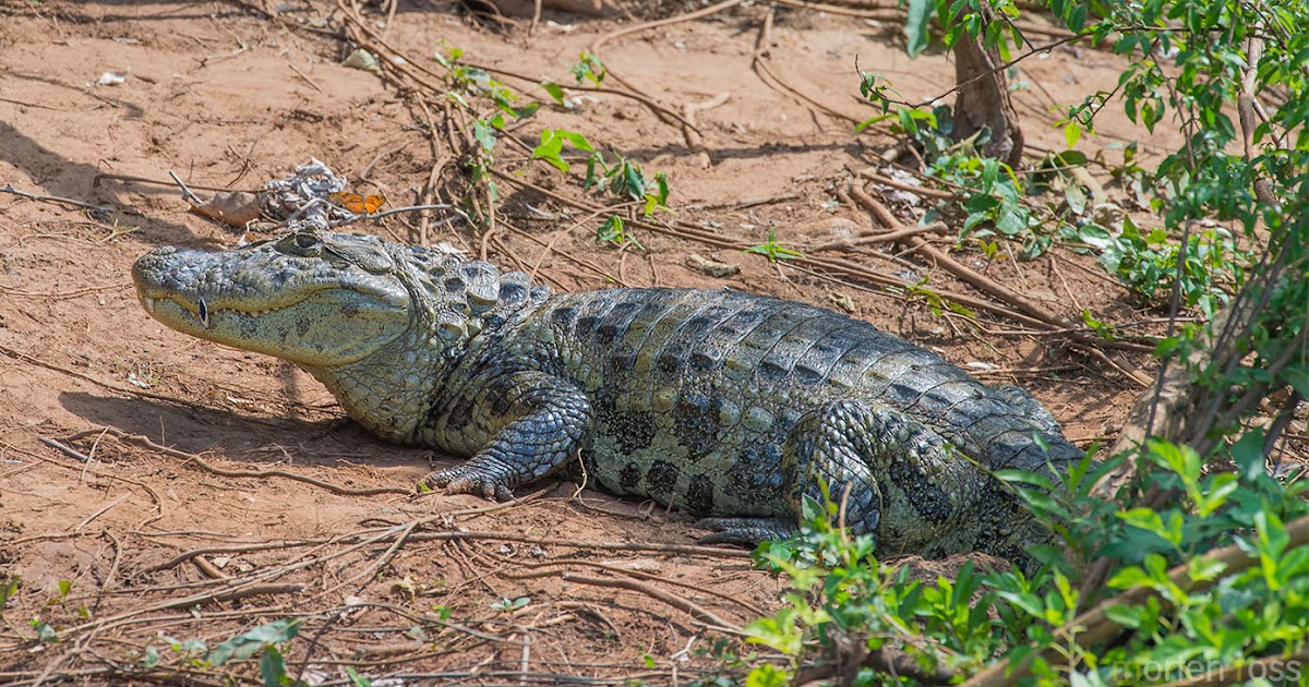 Argentina nativa: Yacaré overo (Caiman latirostris)