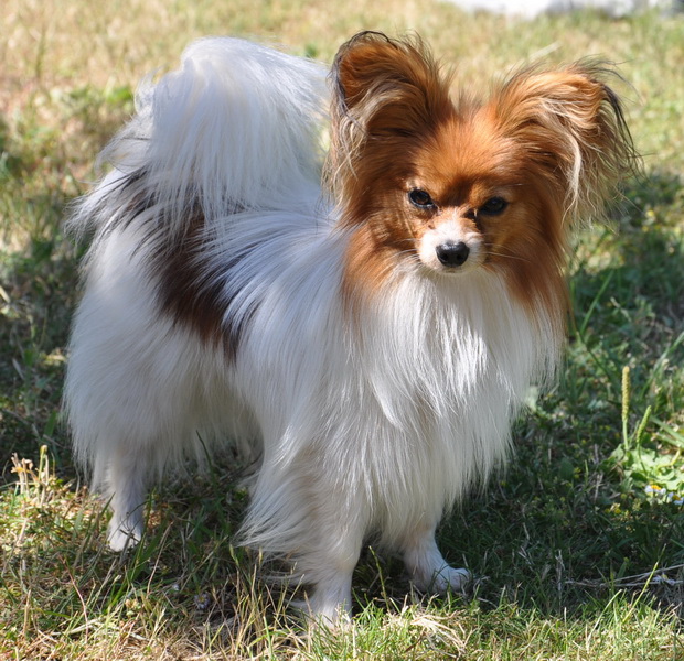 Road's End Papillons : 12 Months old Papillon