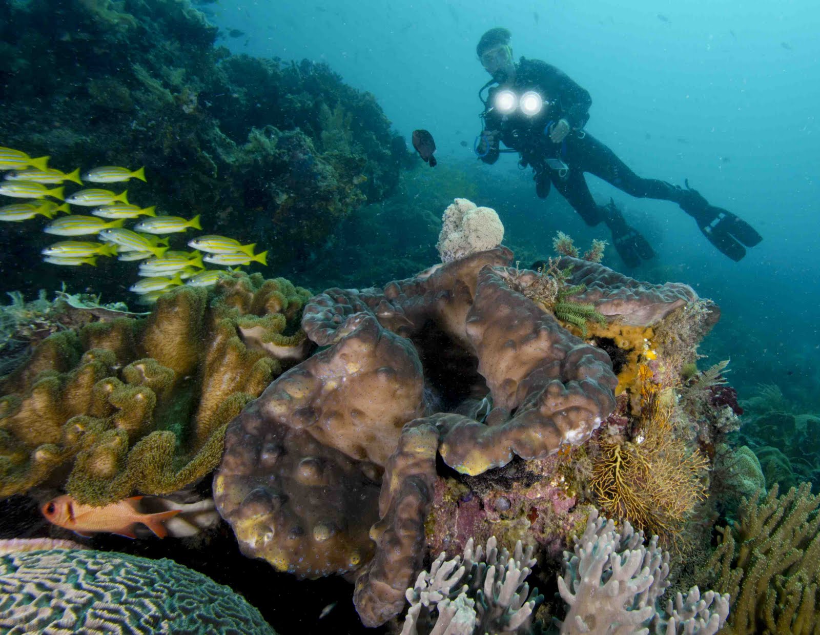 My Deep, Blue View: An AMAZING Day!!!!!