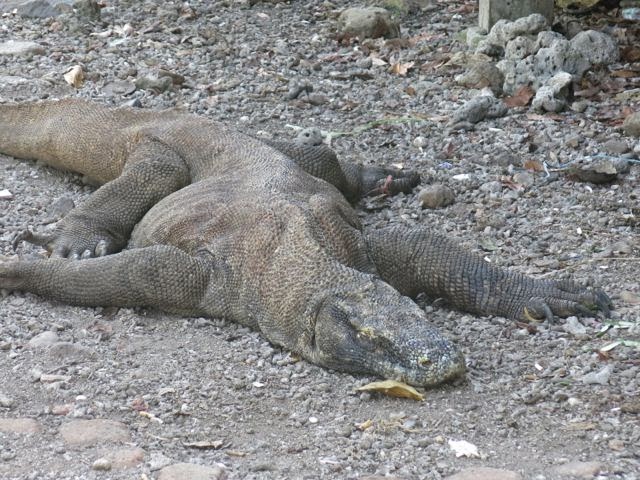 ons leven op en rond Bali: NUSA TENGGARA