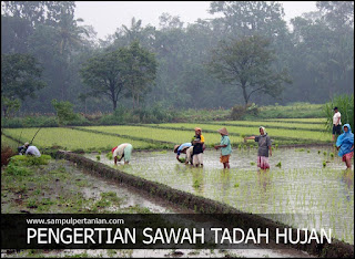 Pengertian Sawah Tadah Hujan