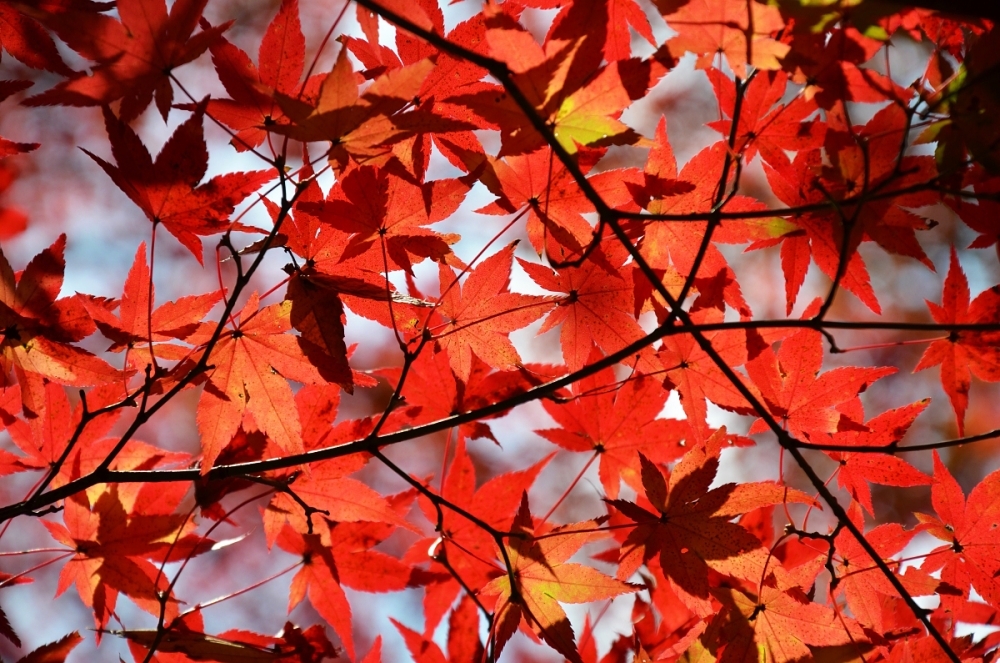 Endless Traveling Map: 7 Places to See Autumn Leaves in Kyushu, Japan