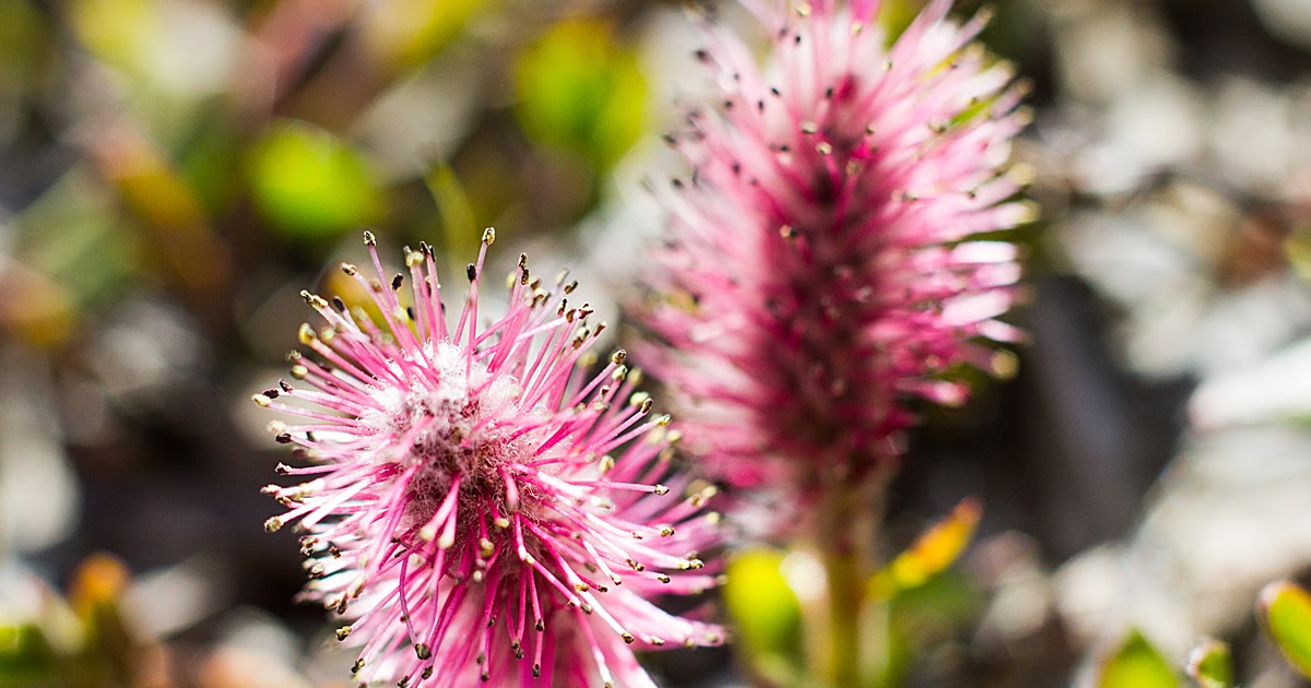Fra Limfjordens bredder...: Botanik