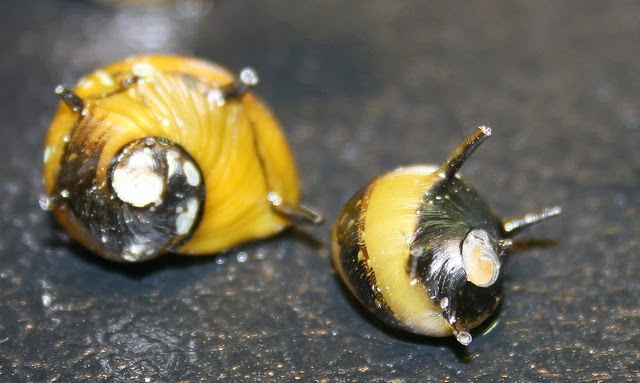 KEONG HIAS ~ Aqualam