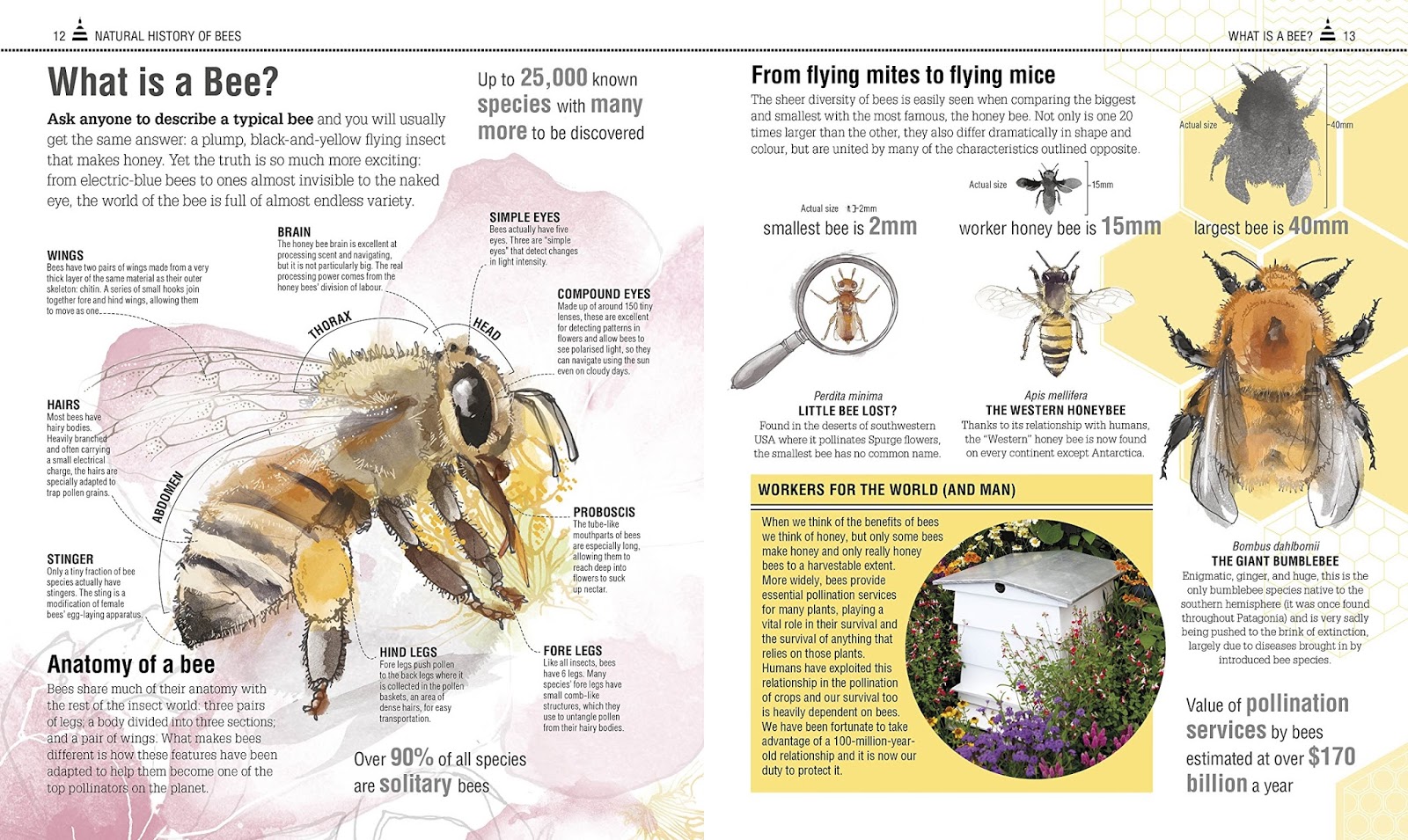 A Bookworm's World: The Bee Book with DK Canada