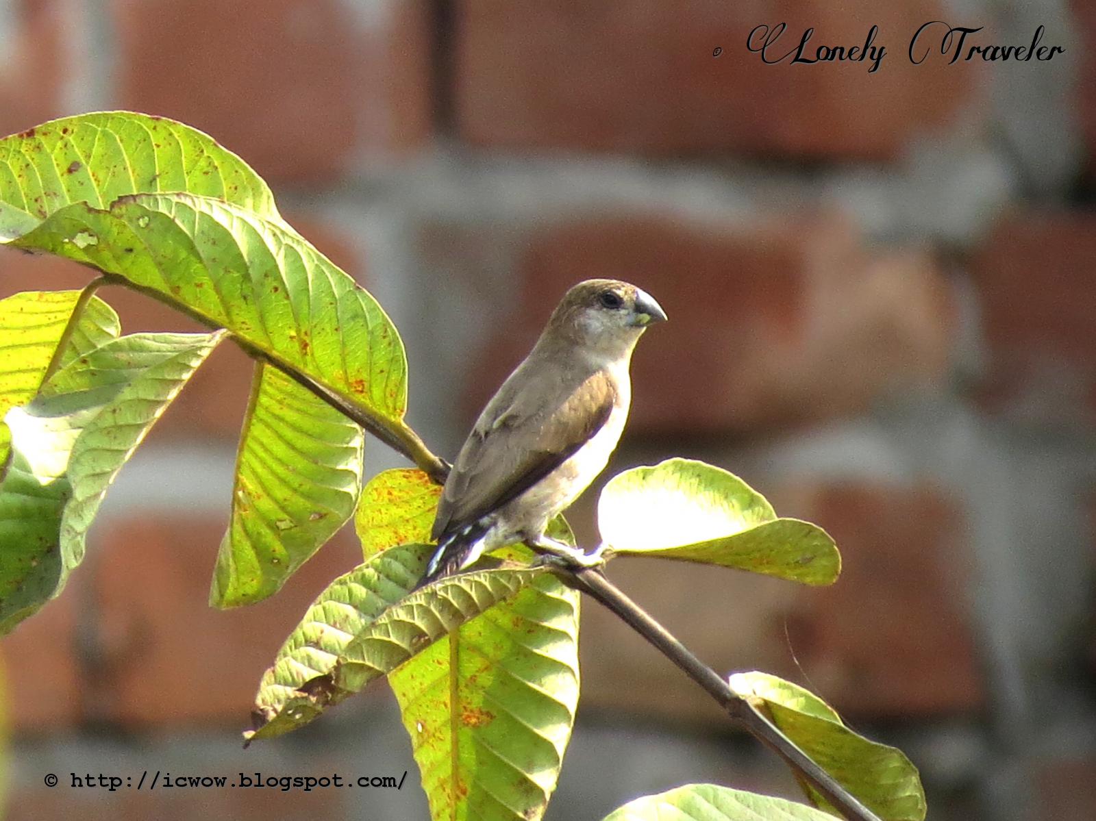Indian silverbill - Euodice malabarica