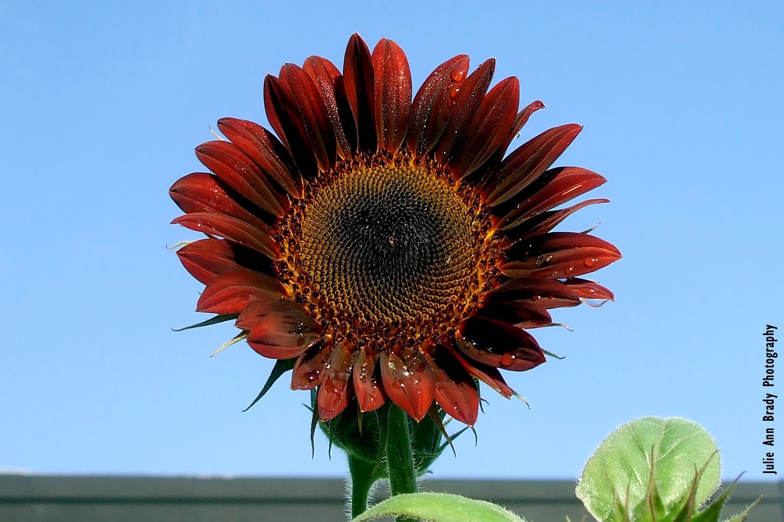 Julie Ann Brady : Blog On: Chianti Hybrid Sunflowers