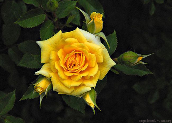 En Güzel Gül-Çiçek Resimleri - SozBul.Net