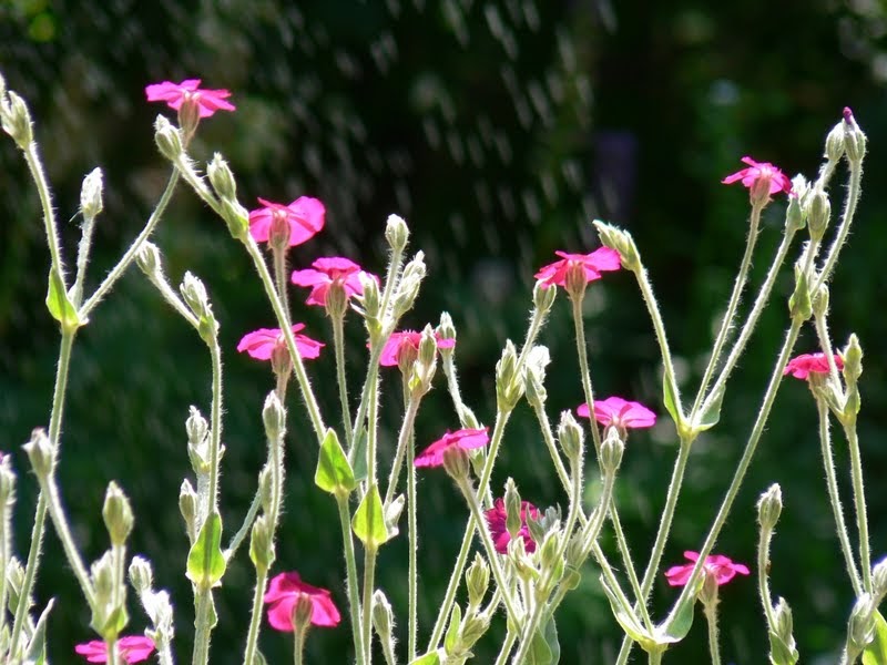 Mama Pea Pod: {Wordless Wednesday: Grandad's Garden}