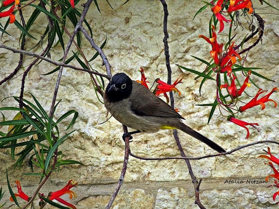 Sarit Yahalomi: All around us