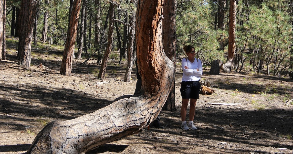 Restless native: Stories growing in stature: Culturally modified trees ...