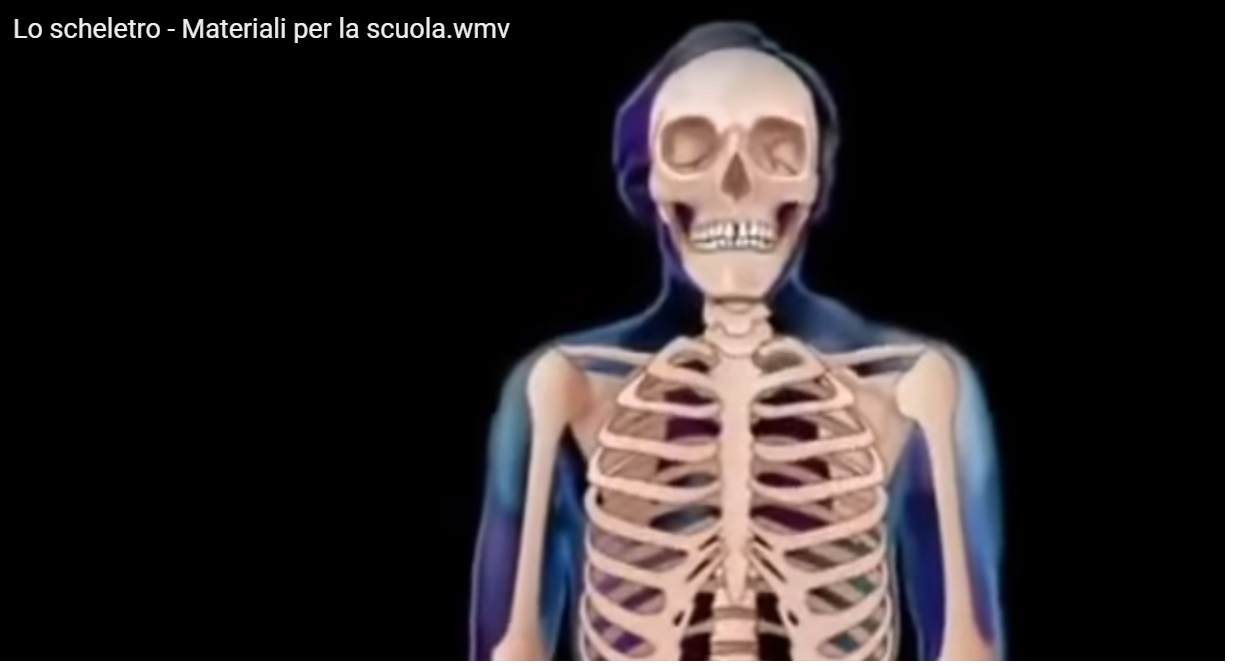 SCIENZE: LO SCHELETRO e i MUSCOLI