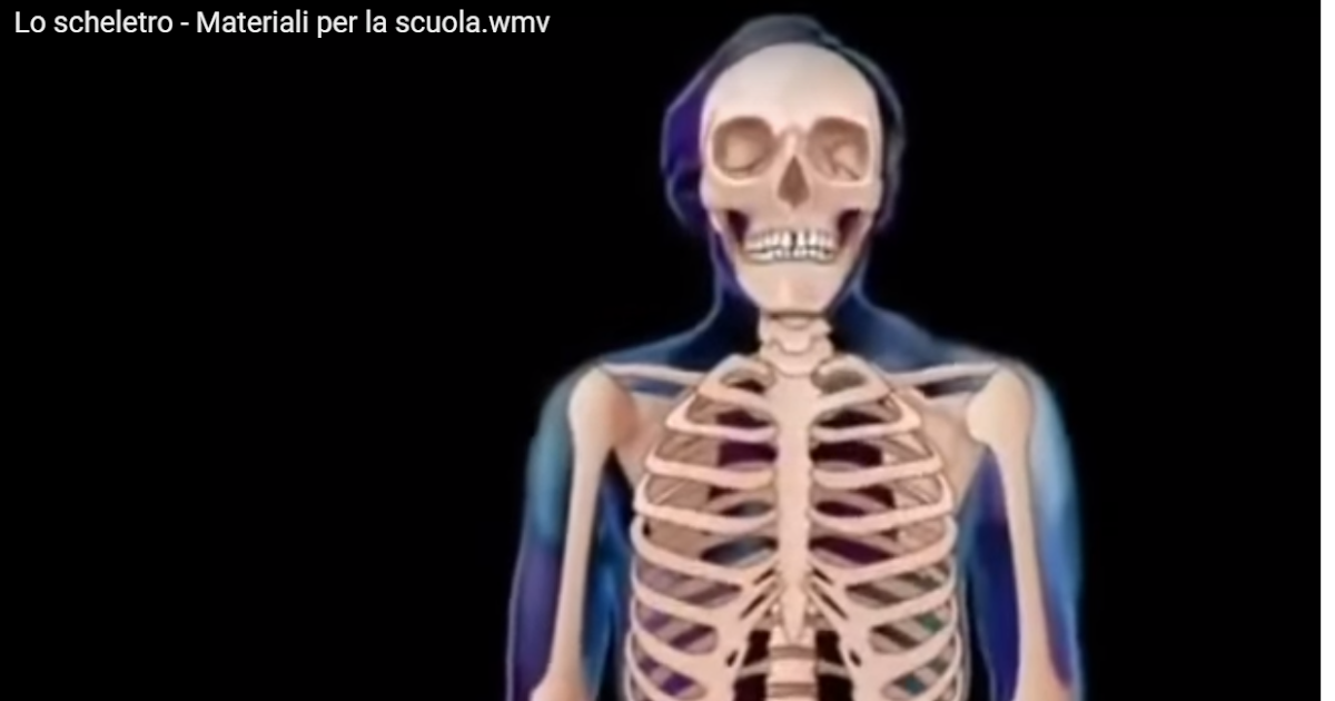 SCIENZE: LO SCHELETRO e i MUSCOLI