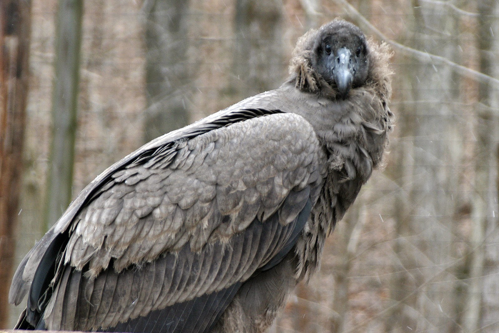 World Bird Sanctuary: Love is in the air