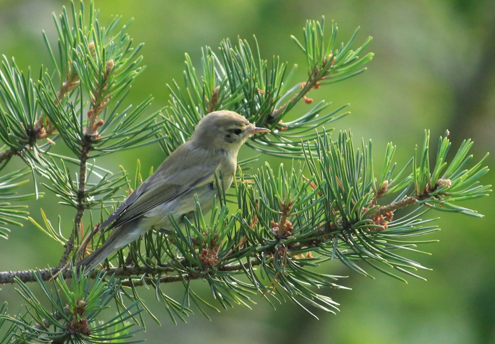 Nature views: Småfugler, Kjøvangen