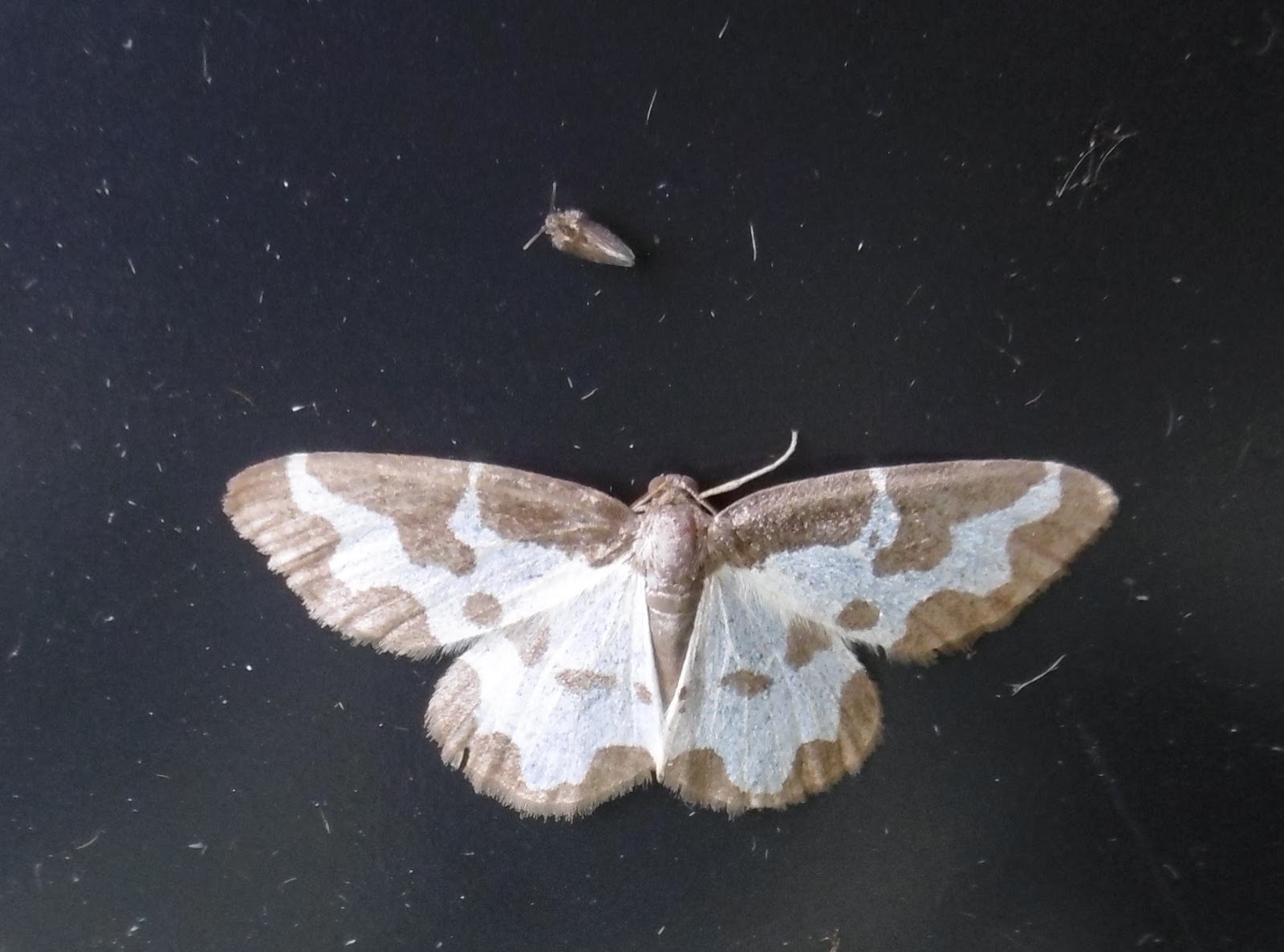 Martin's Moths: Cats online