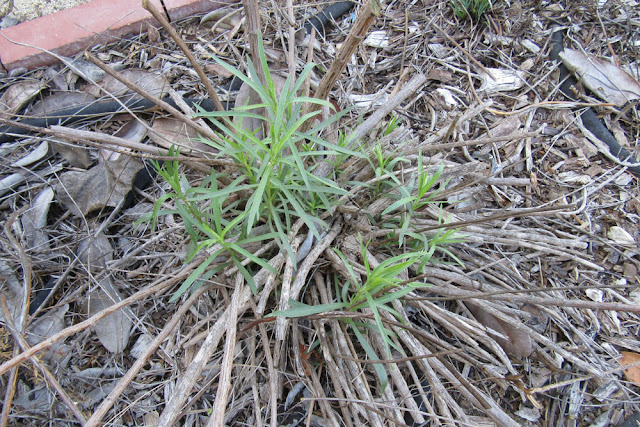 Mother Nature's Backyard - A Water-wise Garden: Plant of the Month ...