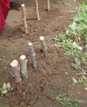 KELAS 6 | PRAKTEK SETEK BATANG DAN OKULASI - SDU DAAR EL-DZIKIR