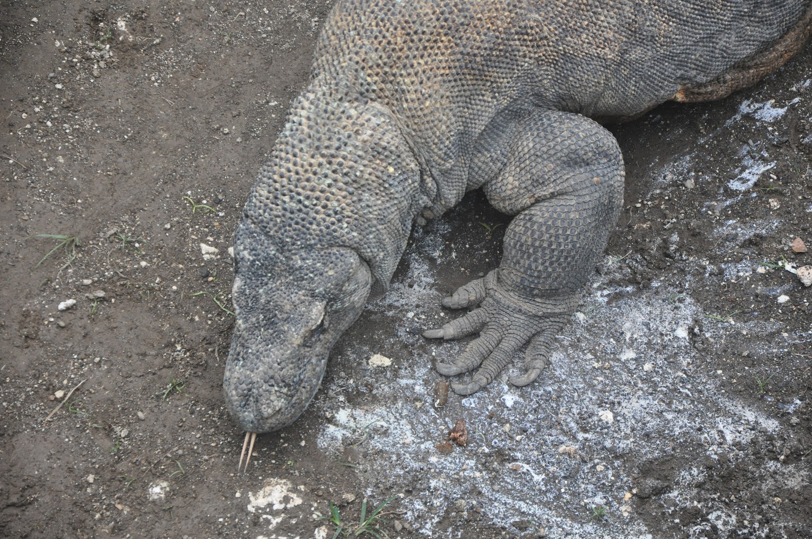 RAMZI'S PHOTOGRAPHY: Comodo , a real fact in the bali safari park