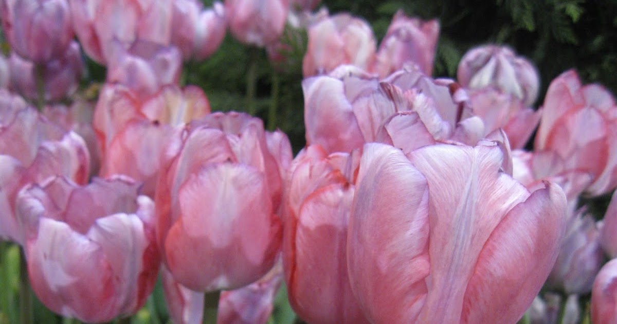 WashingtonGardener: Welcome SPRING at the Philadelphia Flower Show