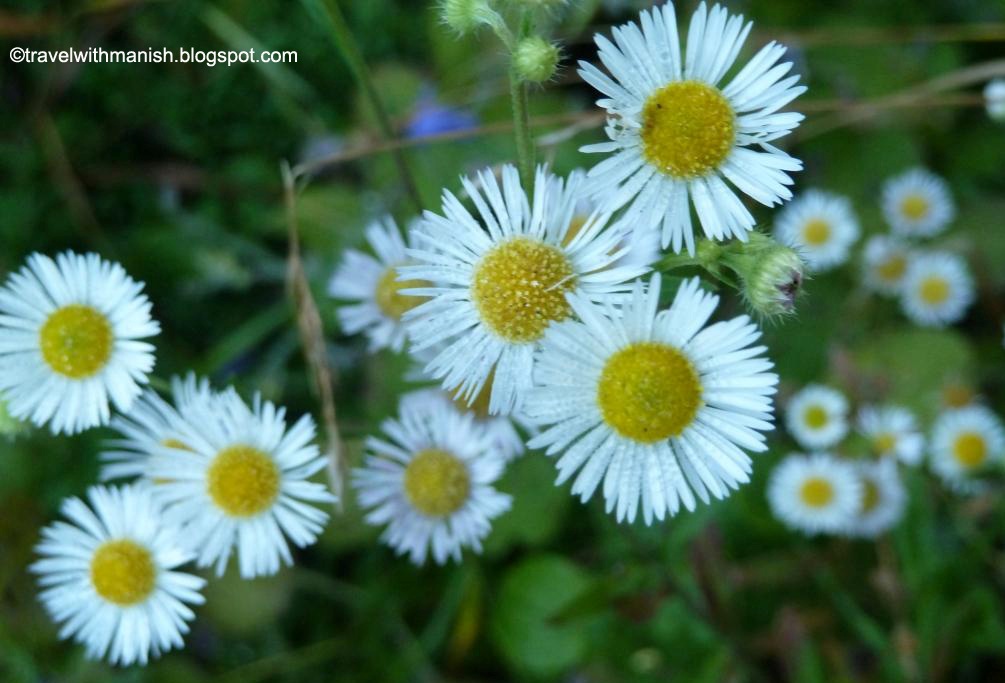मुसाफ़िर हूँ यारो... ( Musafir Hoon Yaaro ...): कानाताल की वो खूबसूरत ...