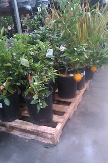 The Good Life: Trees at Costco!