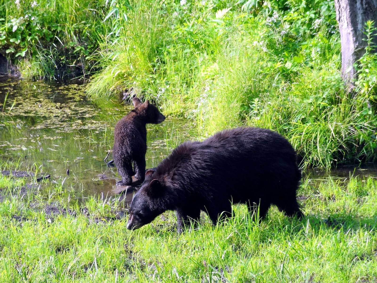 Create With Mom: Surrounding ourselves with nature at Parc Omega