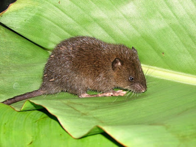 Catalogue of Organisms: Fishing Mice