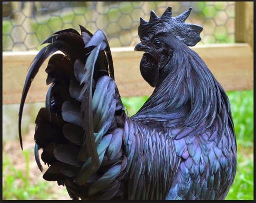 Ayam CEMANI, Ayam mahal yang banyak dicari | Jual Ayam Potong Jakarta