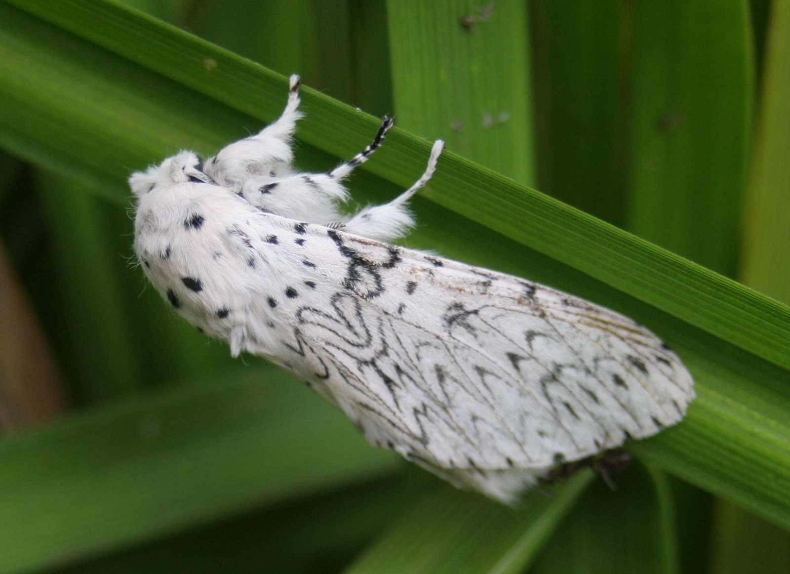 Jersey Moths: Welcome to Jersey Moths