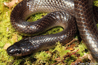 Ular Asli Indonesia: Colubridae