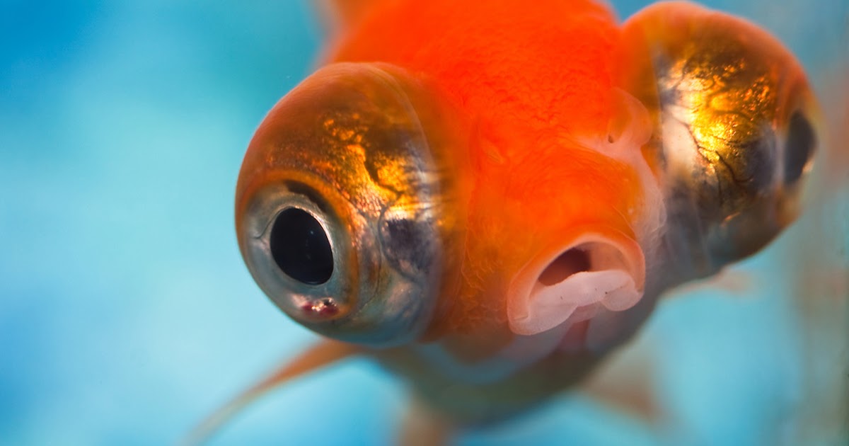 Los 5 peces más feos que quizás no conoces