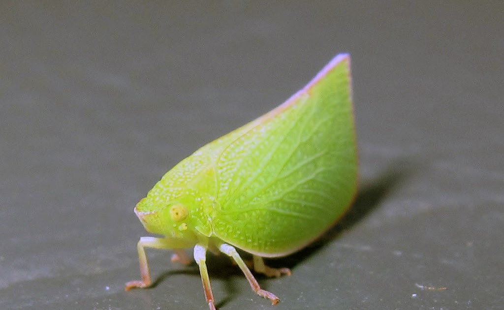 vespine v1.0: Leaf bug