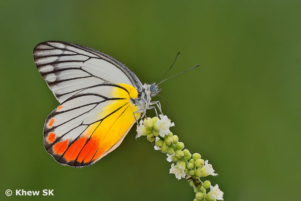 Butterflies of Singapore: Butterfly Photography at Our Local Parks ...