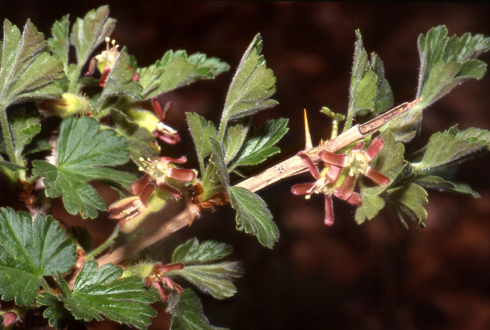 Flora rara piacentina: UVA SPINA - Ribes uva-crispa