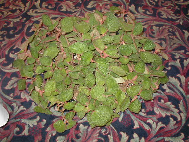 Всё о бегониях и не только...: Begonia 'Morocco', Begonia 'New Moon ...