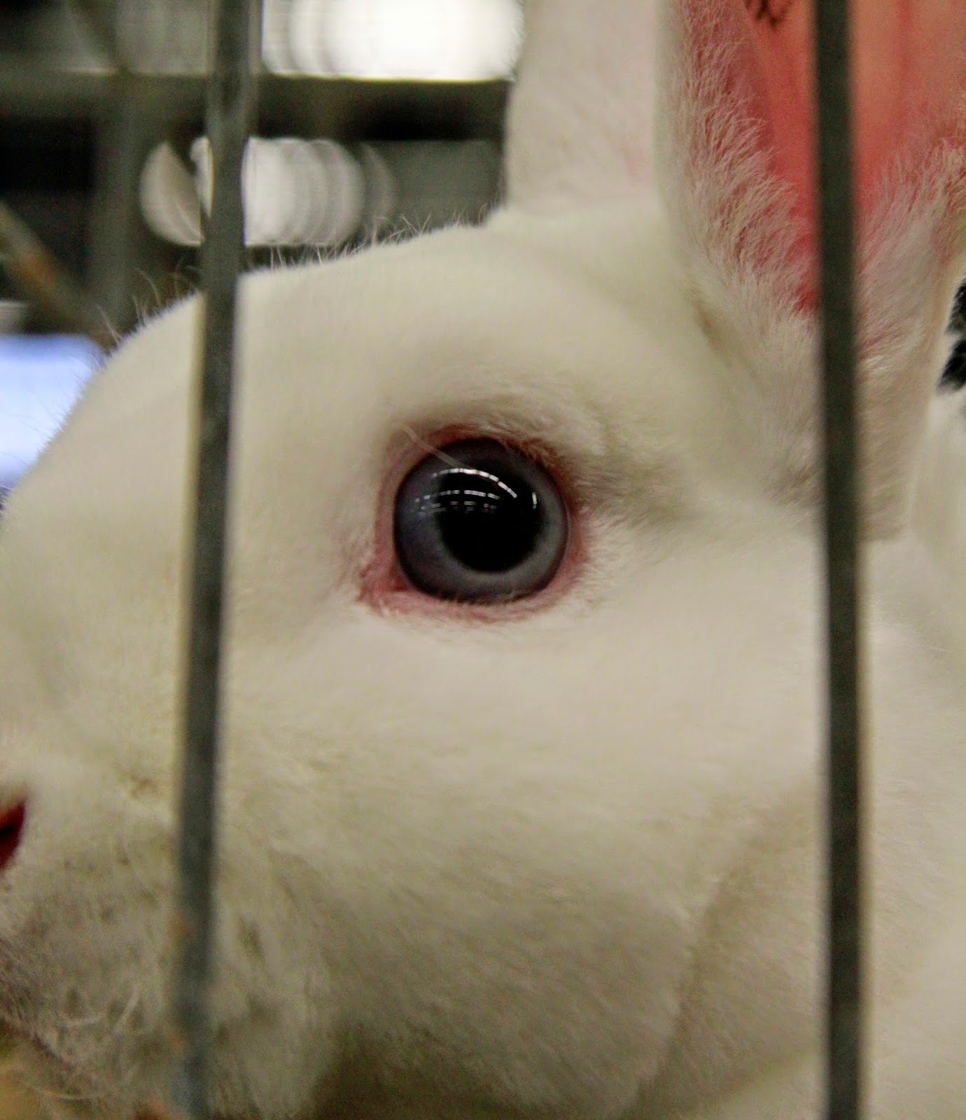 British Mini Rex at ARBA: BMRC - Texas - October/November 2014